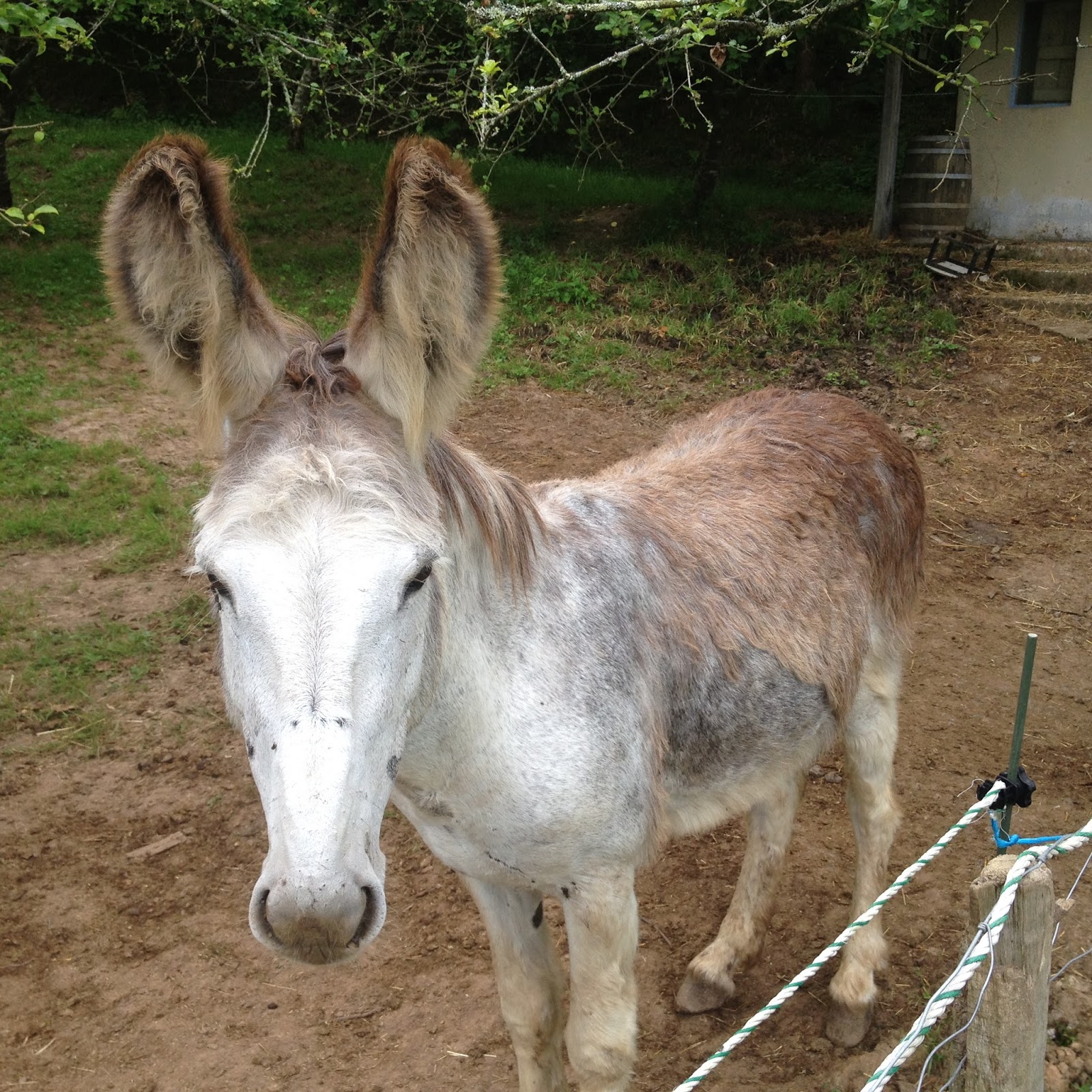 El Paraiso Del Burro