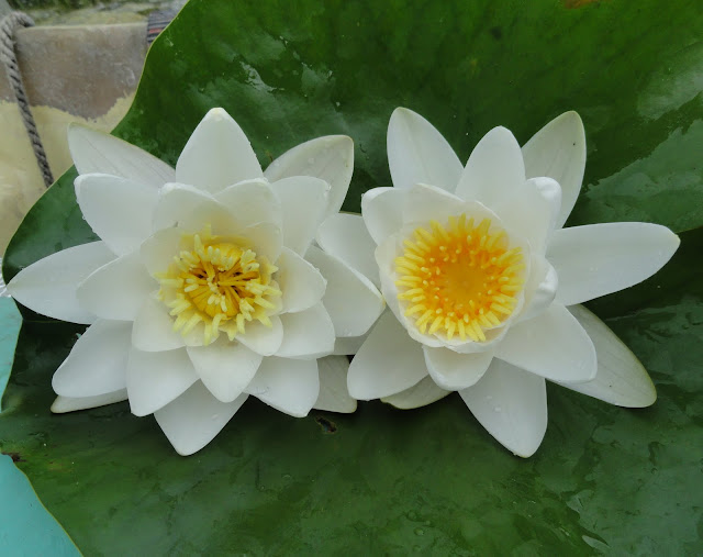 Frumusetile naturii: Nufar alb (Nymphaea alba L)