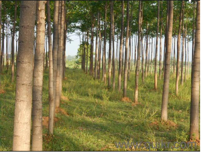 Malabar Neem : Malabar Neem Cultivation & Information