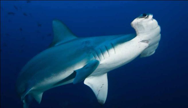 AMAZOMBIO: Tubarões