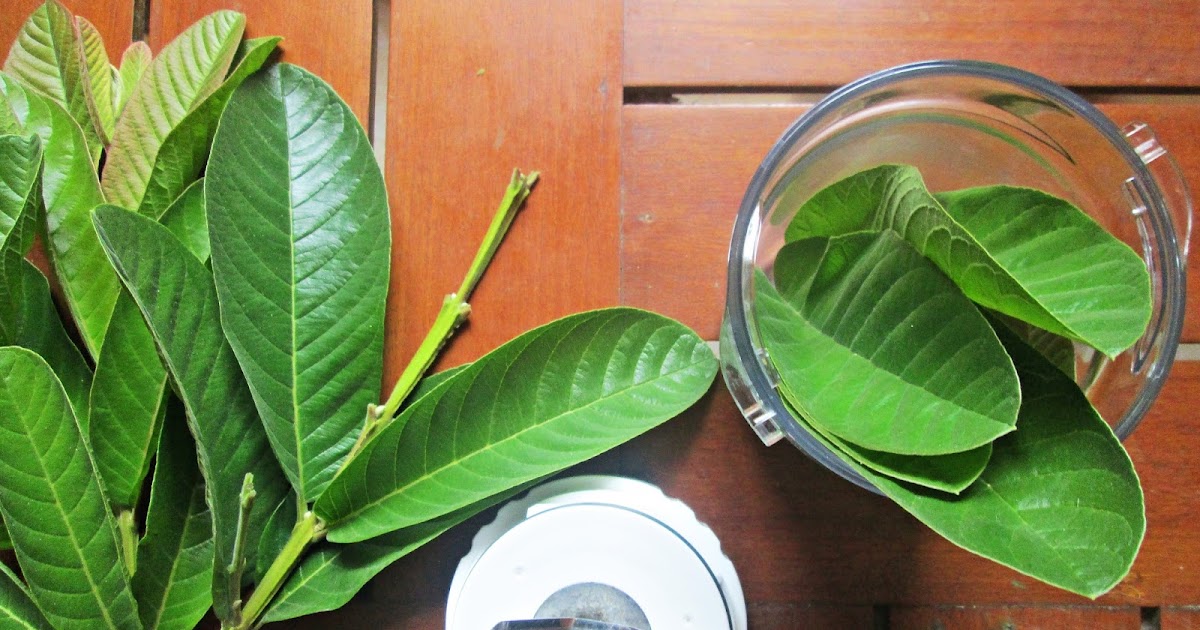 Jamu daun jambu biji yang kaya manfaat ~ Milikilah Kesehatan, Maka ...