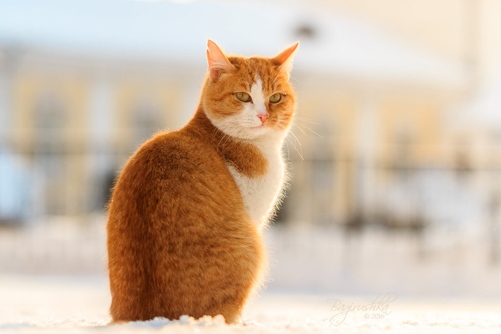 Article 8(3) of the InfoSoc Directive mandates a substantive change ...