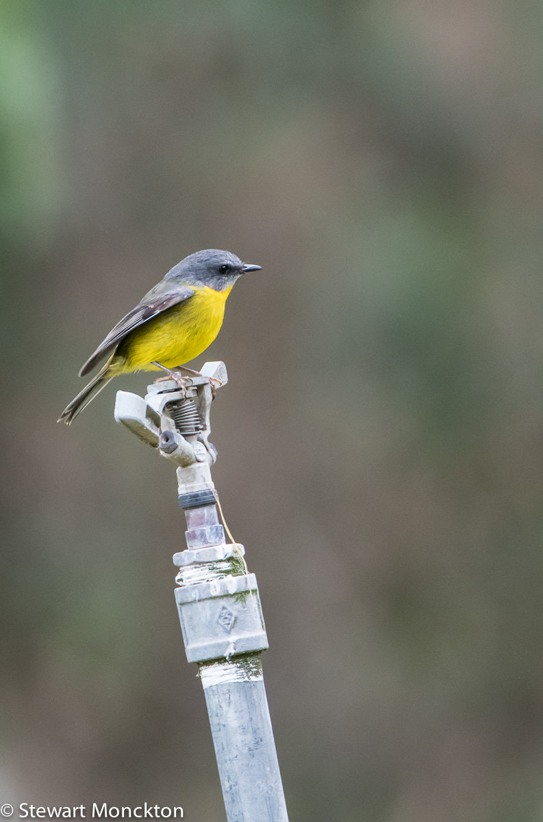 Paying Ready Attention - Photo Gallery: Wild Bird Wednesday 353 ...