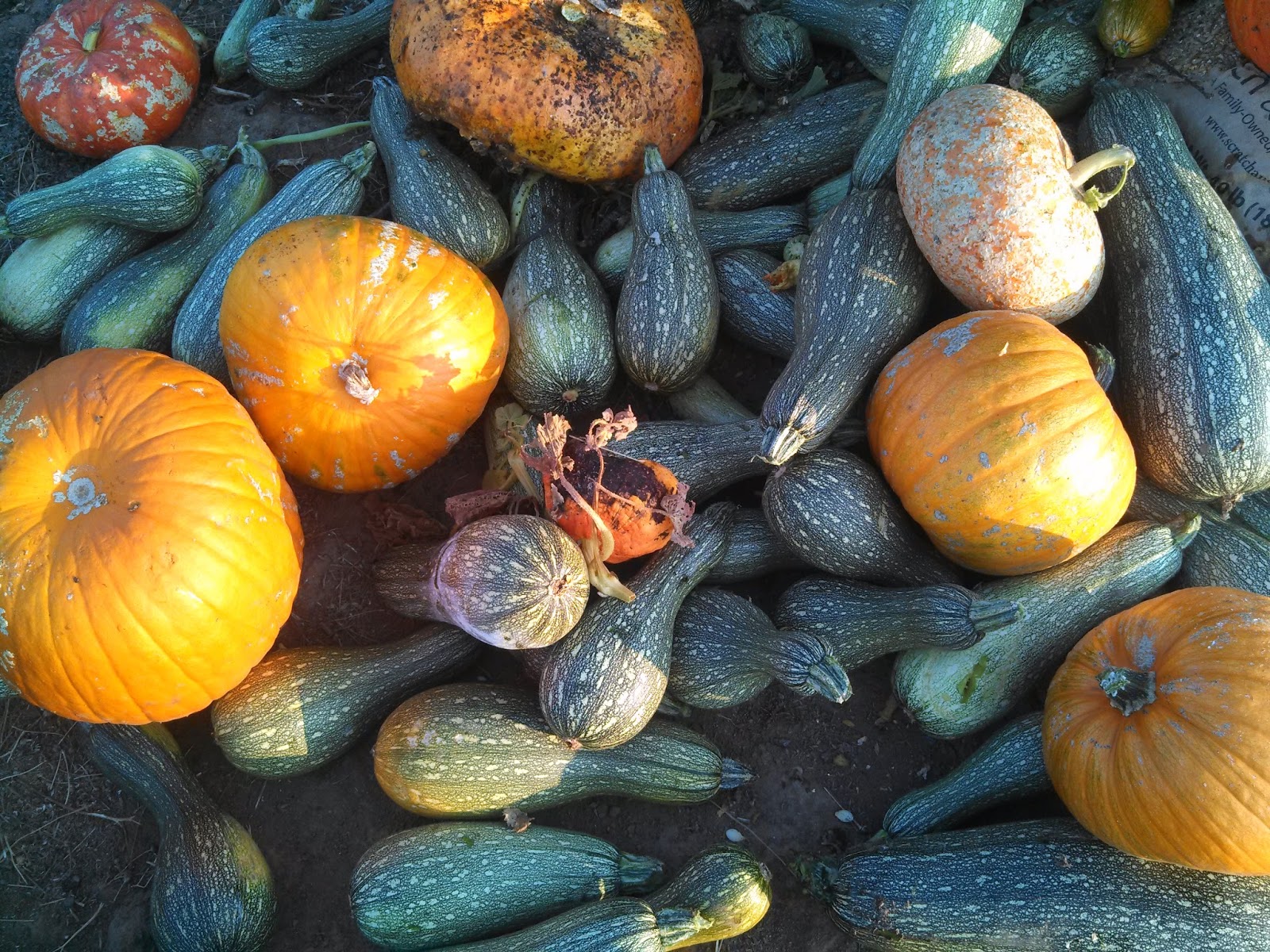 Life With Little Sprouts Farm: First Pumpkin Harvest