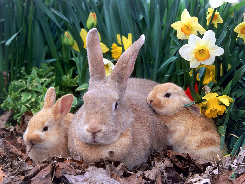 My Wallpapers Corner: Cute Rabbit Family Wallpaper