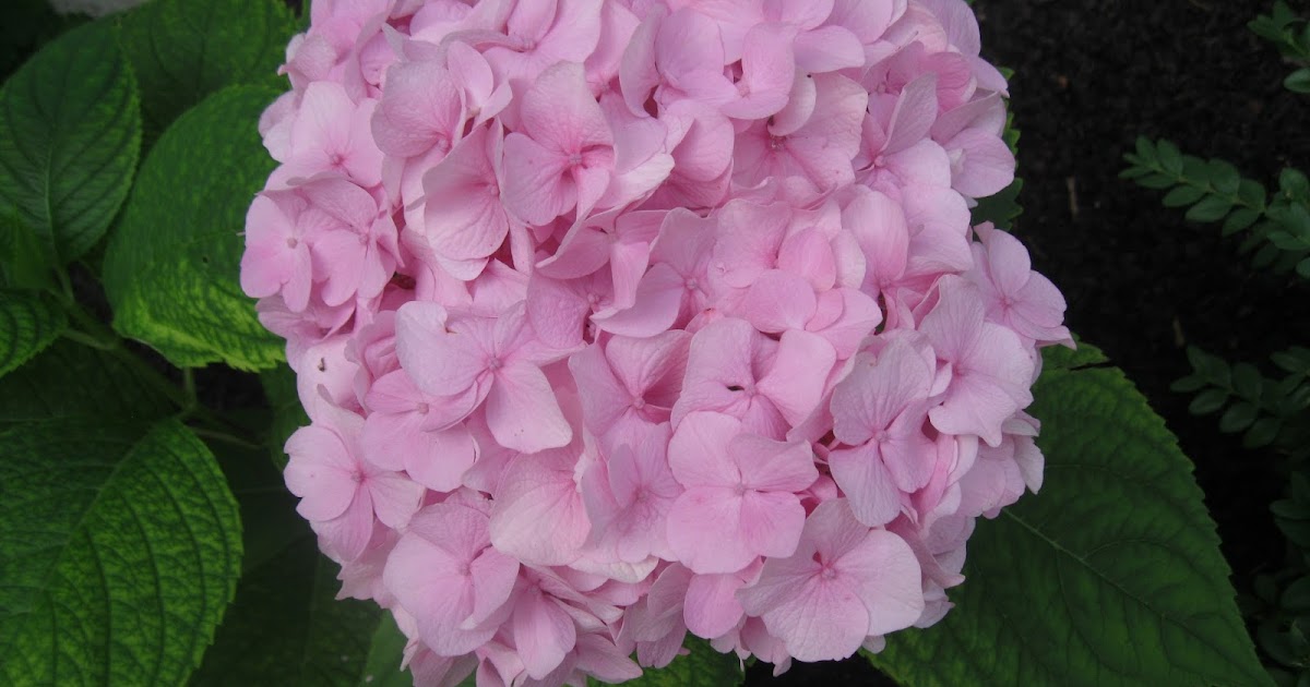 Apron History: Hydrangeas 2017