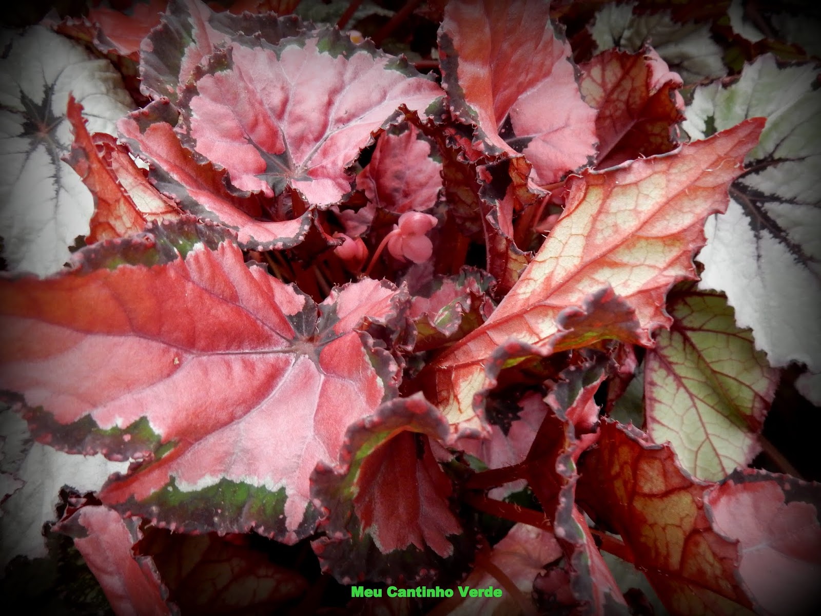 Meu Cantinho Verde: BEGONIA REX PUTZ