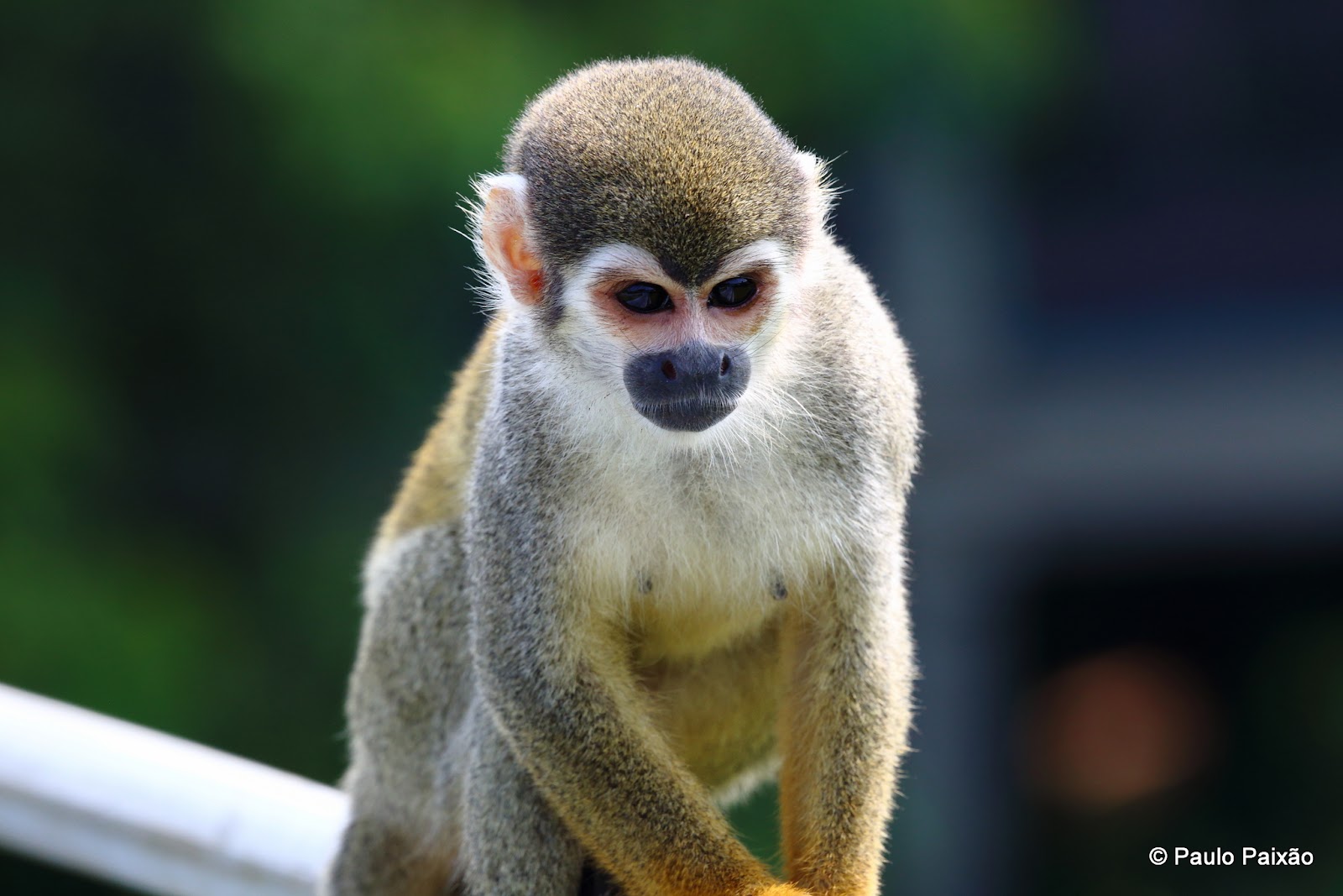 Mamíferos: Saimiri sciureus cassiquiarensis