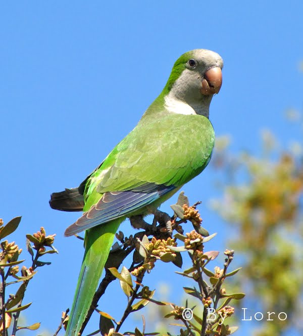 La pluma viperina: COTORRAS