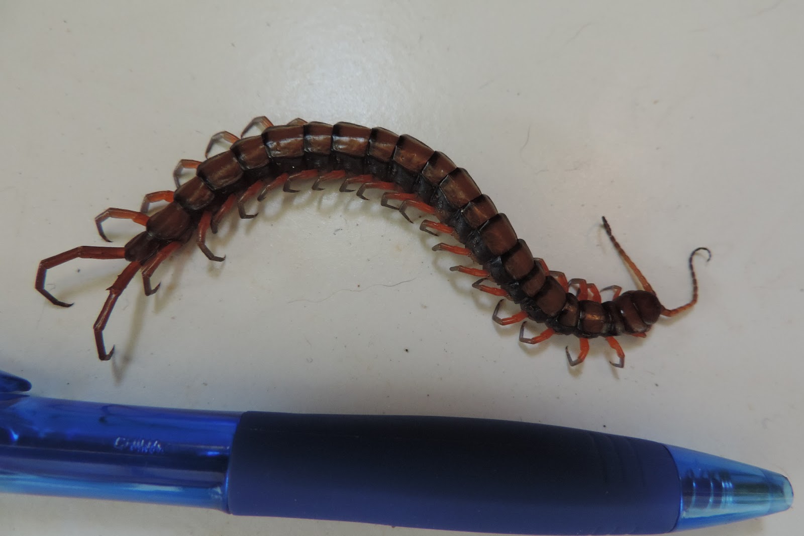 St. Croix - The Hinrichsen Family Adventure: Incredible Edible Wildlife!