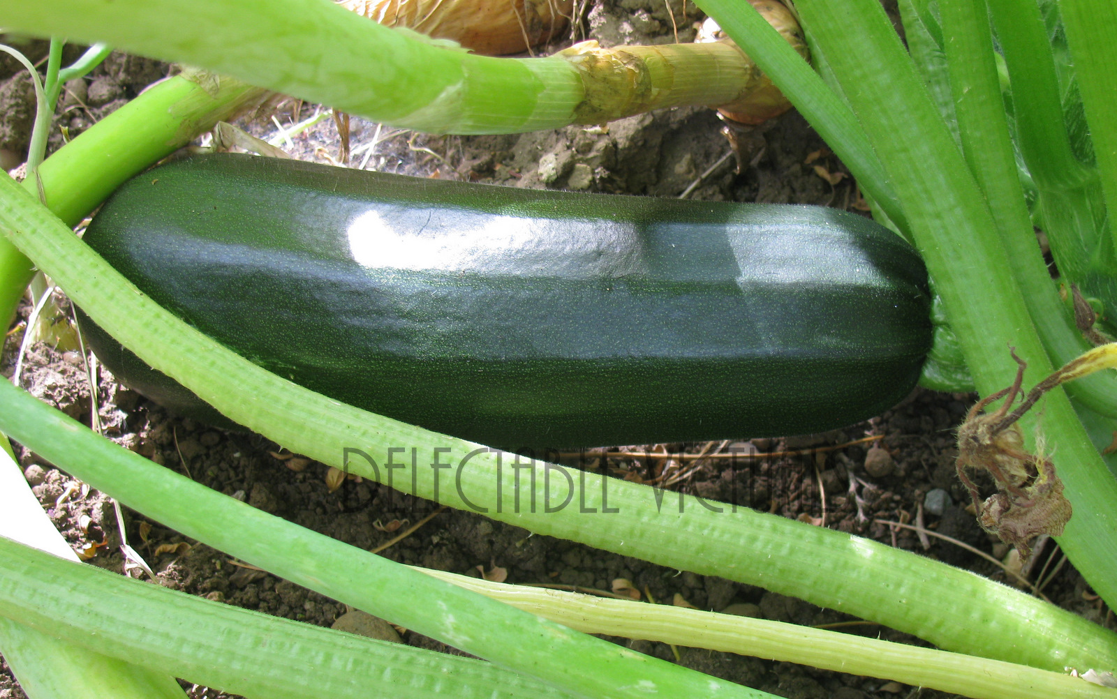 Delectable Victuals: Home-garden Zucchini Three Ways