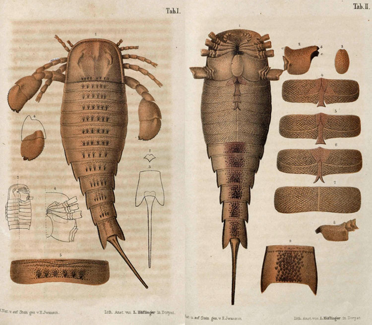 Written In Stone...seen through my lens: The Eurypterid “Eurypterus ...