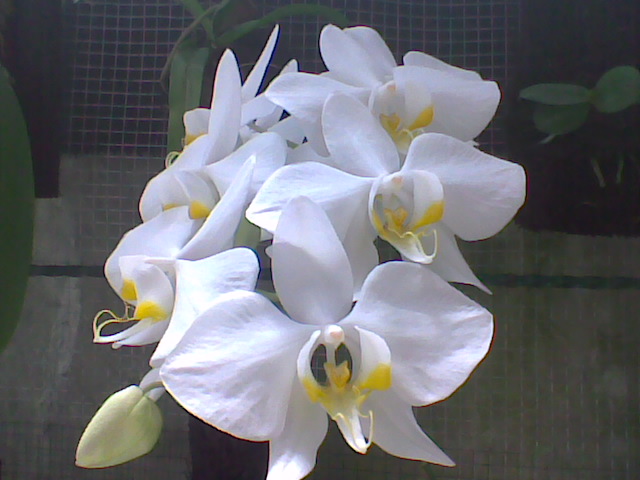 anggrek-ist: Phalaenopsis amabilis