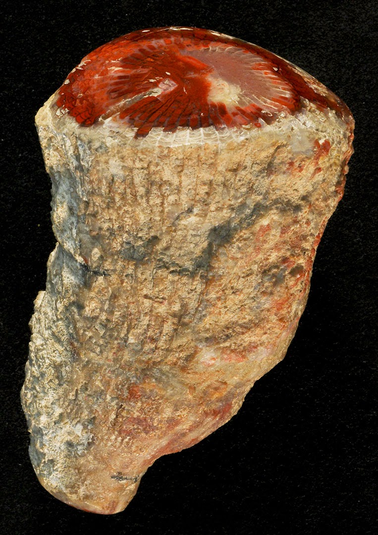 PALEO & GEO TOPICS: Comments by R. L. Squires: Jasperized (red) horn coral