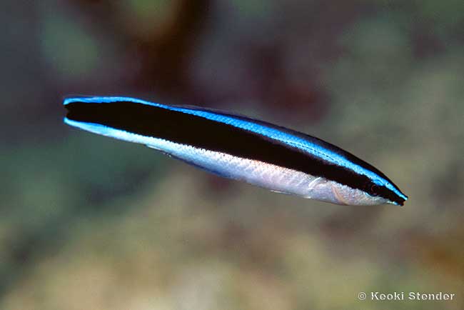 Bluestreak Cleaner Wrasse | Fun Animals Wiki, Videos, Pictures, Stories