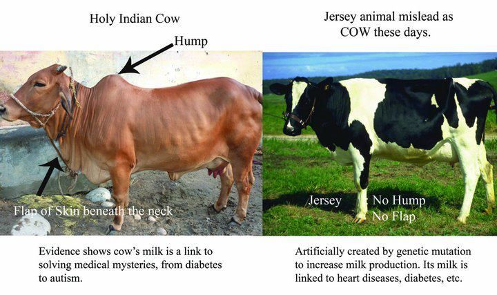 Are You In A Developing World ?: Milk Of Indian Cow Breeds (A Panacea ...