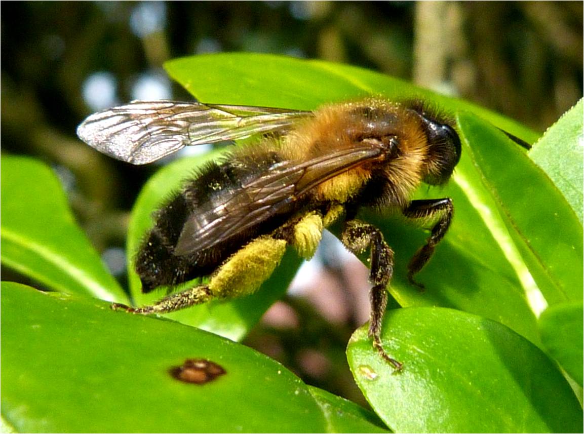 Insects of Scotland: Bees/Wasps/Ichneumons/Sawflies/Ants