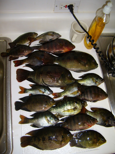 The Flying Kayak: Everglades Exotic Fish Tournament