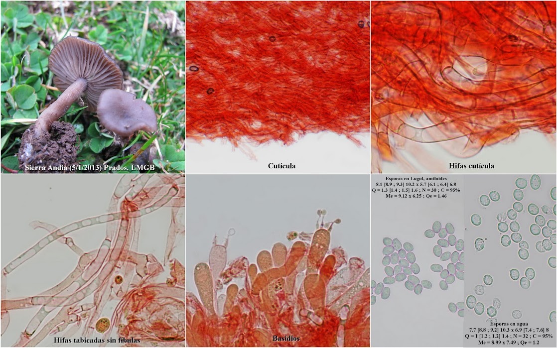 Microscopía de hongos. Vol 4. O - R: Pseudoclitocybe expallens