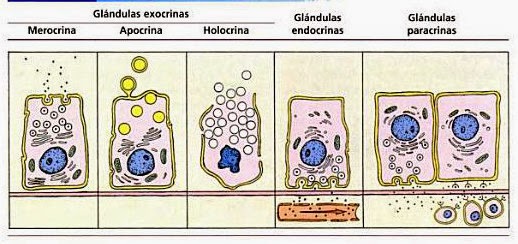 Propanona: Glándulas.