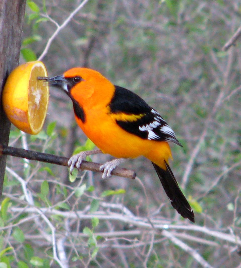 Married To A Birder: Birding the Rio Grande Valley - Spring Break 2013 ...