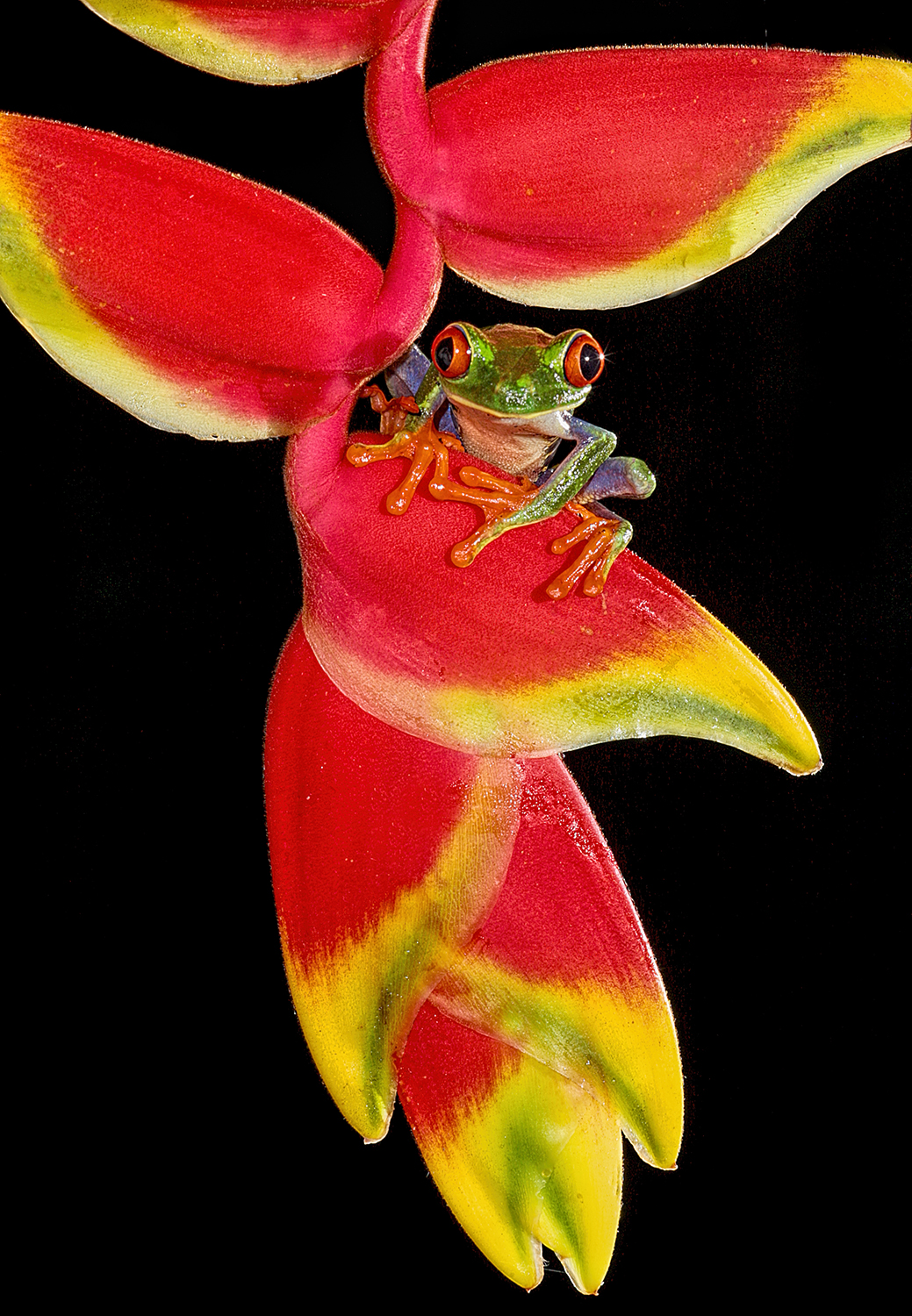 Pertinent perches are paramount