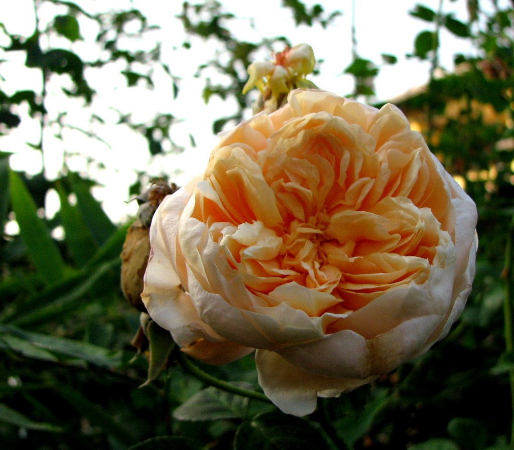 L'orto dei colori: Rose di metà ottobre.