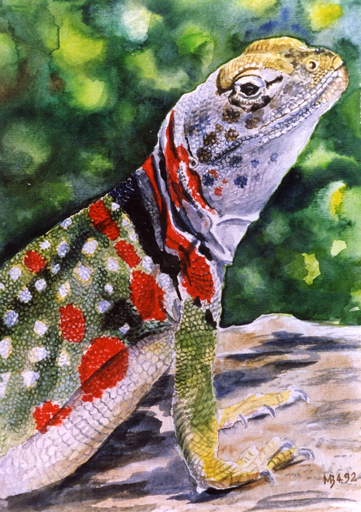 Arizona: Beetles, Bugs, Birds and more: Arizona Wild Cats (and other ...