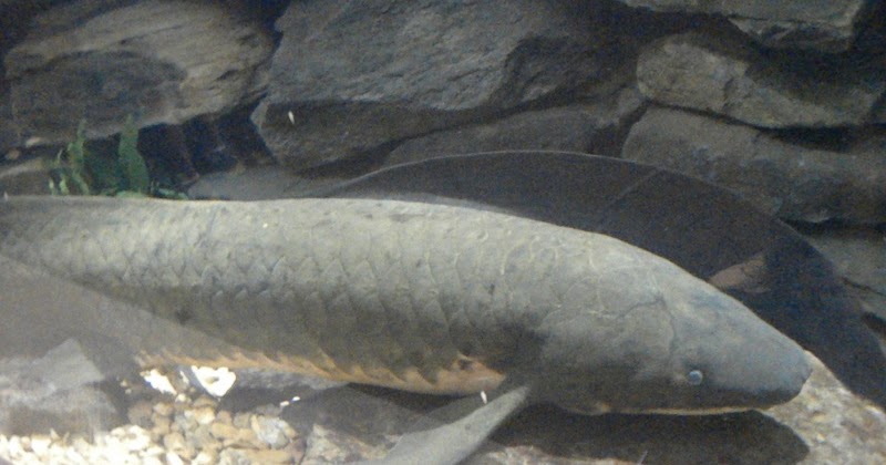 The Zoo Review: Species Fact Profile: Queensland Lungfish (Neoceratodus forsteri)