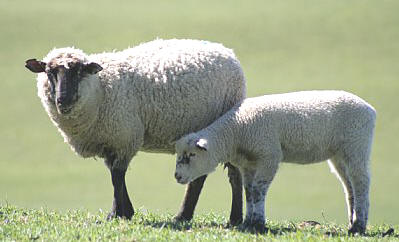 Descrizione: Pecora • Scuolissima.com