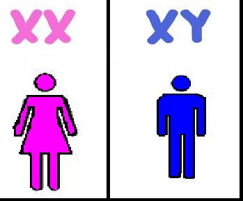Biology Vocabulary Terms: X and Y chromosomes