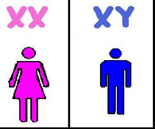 Biology Vocabulary Terms: X and Y chromosomes