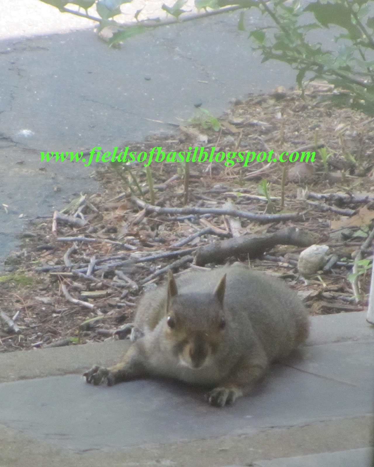 Fields of Basil: Flat Squirrel