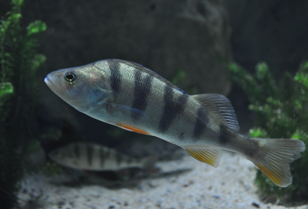 ZOOTOGRAFIANDO (6.057 ANIMALS): PERCA DE RÍO / EUROPEAN PERCH (Perca ...