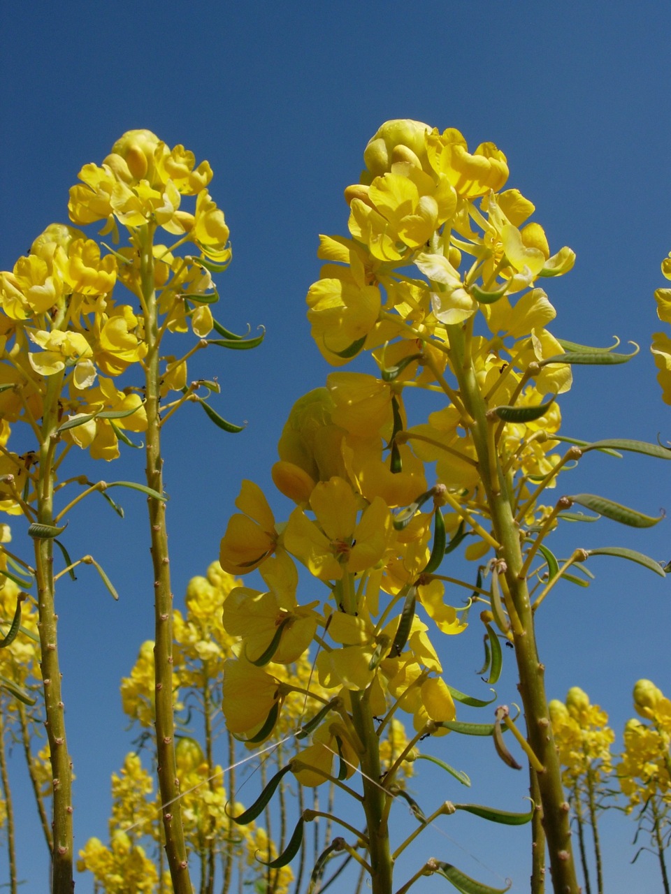 Schoers' Travels: THE PILBARA - RED ROCKS BLOOMING