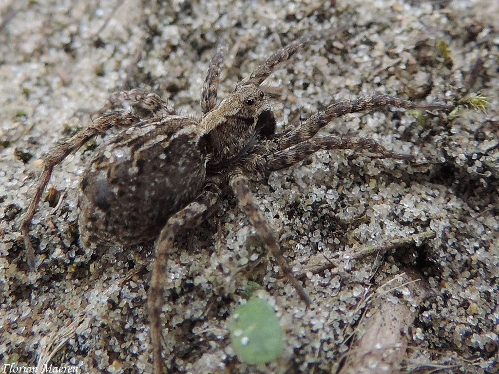 Ambiance Nature - Photographies: Les arachnides
