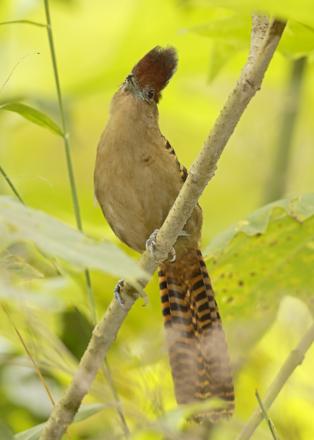 mis fotos de aves: Batara cinerea Batará Gigante Giant Antshrike
