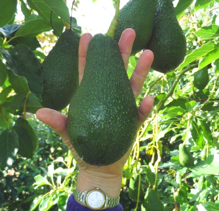 Choosing The Best Avocado Varieties