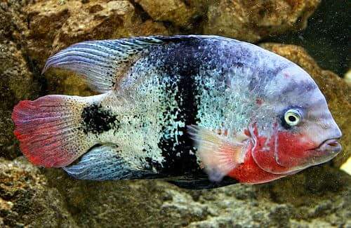 Mania de Aquário: Vieja Maculicauda (Black belt cichlid)