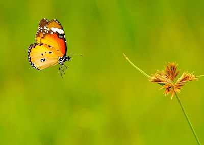 School Of Digital Photography: Butterfly Photography Tips – Working ...