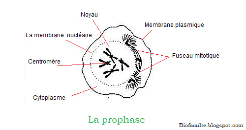 Les 4 étapes de la mitose | Bio faculté