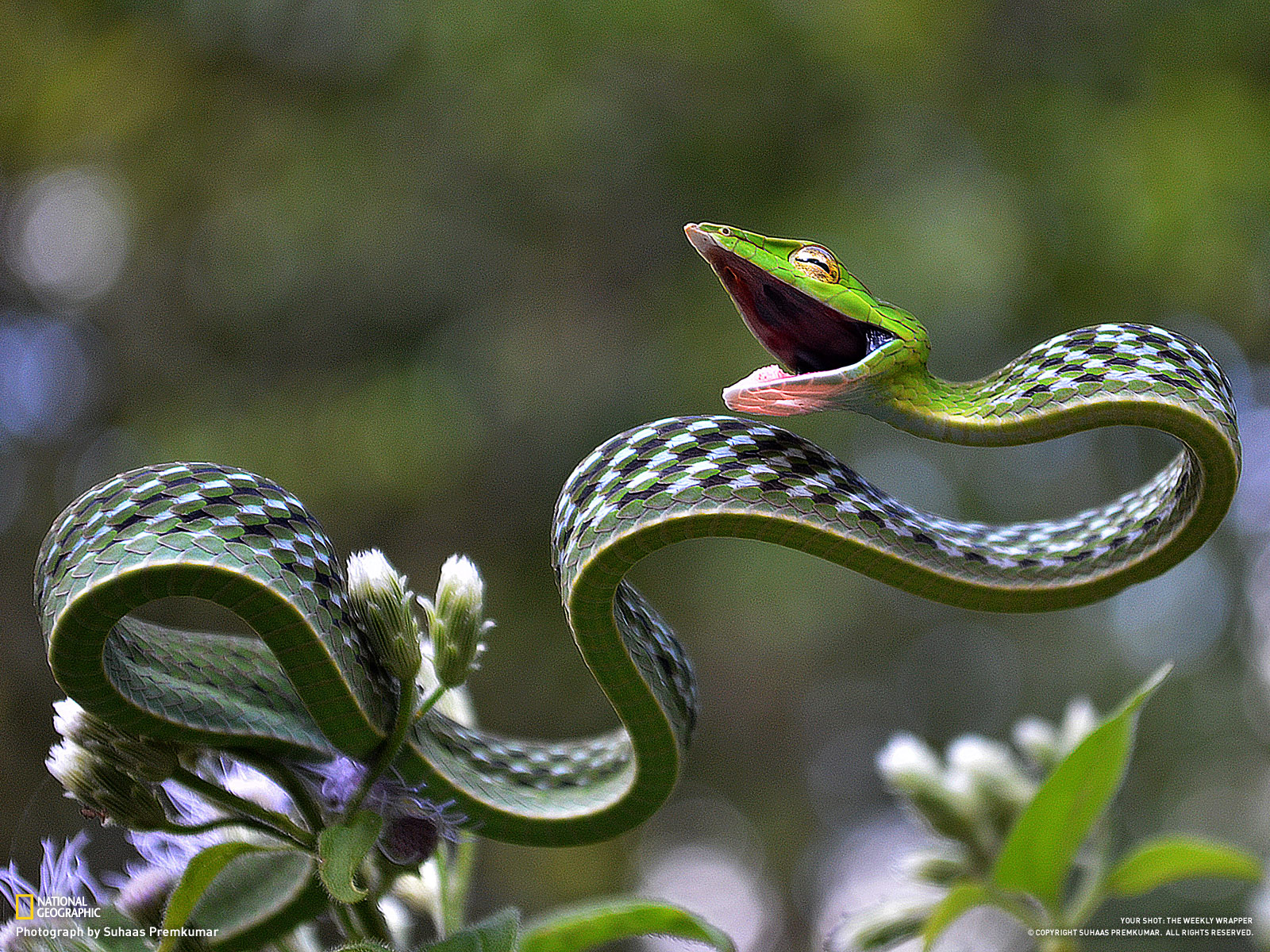 One of the most beautiful snakes | Rocking Fundas