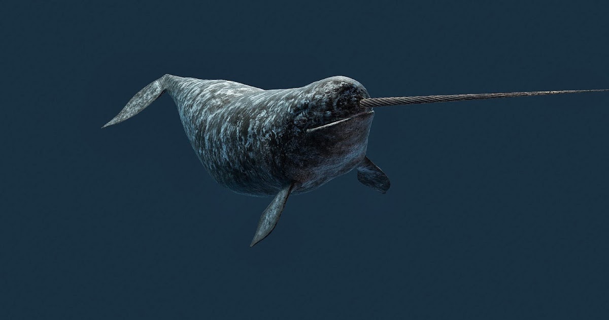 Narwhal : Strange Species