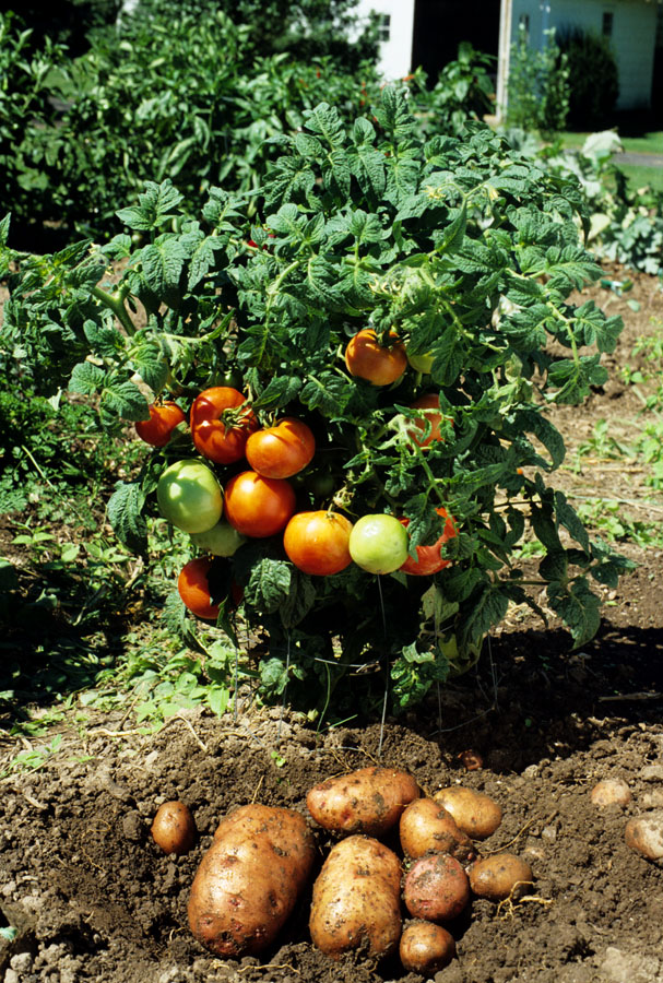 Bagaimana Tumbuhan Pomato Dihasilkan? |MyRokan