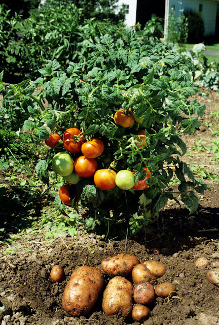 Bagaimana Tumbuhan Pomato Dihasilkan? |MyRokan