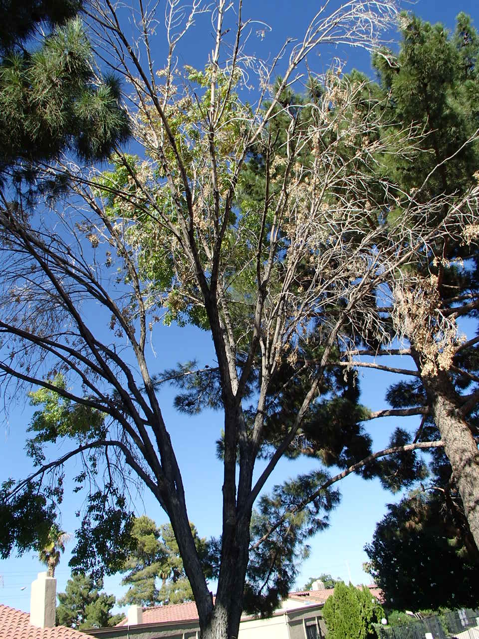 Xtremehorticulture of the Desert