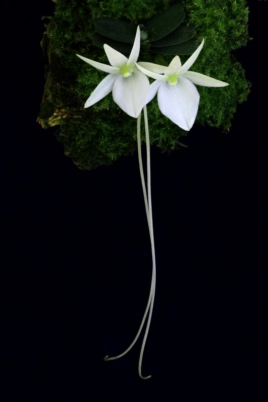 Orchids in Bloom: Angraecum cf. breve
