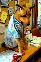 5 Minute Librarian: Why Your Library Needs A Mascot