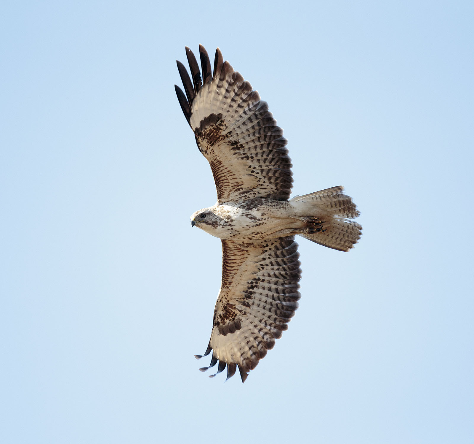 pewit: another pale Common Buzzard