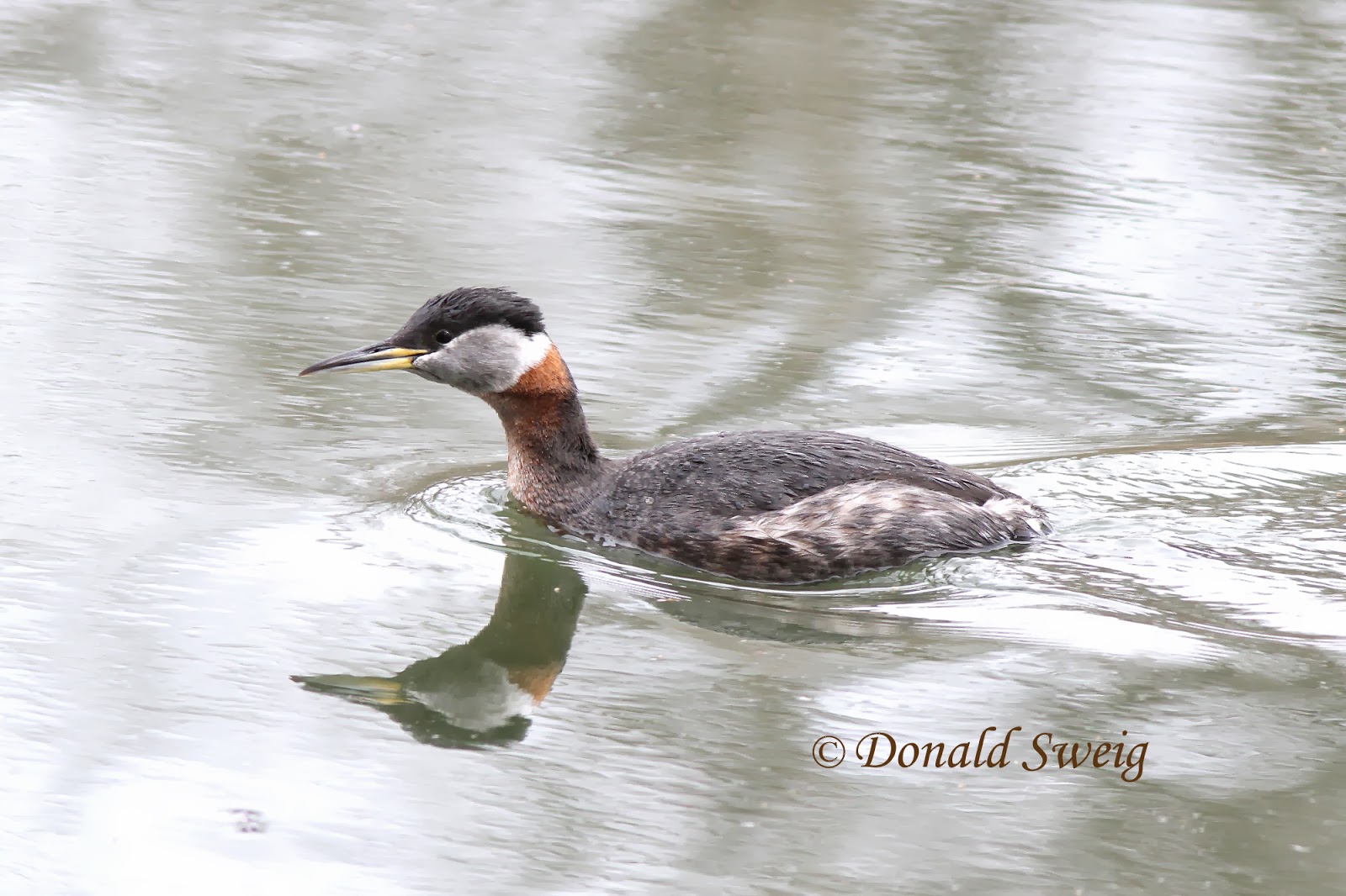 SkybirdsView : Invasion of the Red-necked Grebes
